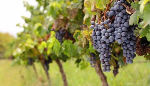 Por primera vez las exportaciones de uvas en Perú superarán la cifra de ...