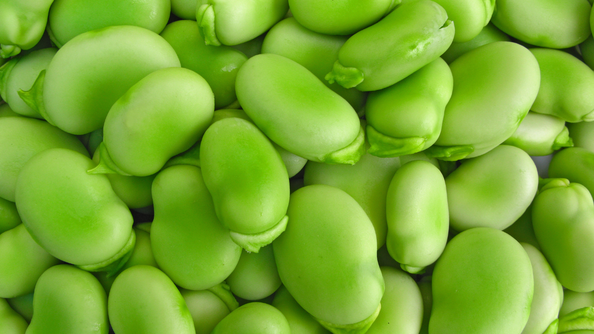 Exportación peruana de habas supera los US$ 4 millones durante 2021 ...