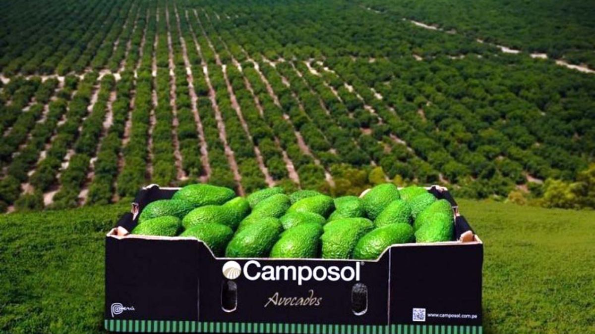 Empresa Camposol lideró agroexportaciones peruanas en 2021 - Logística 360