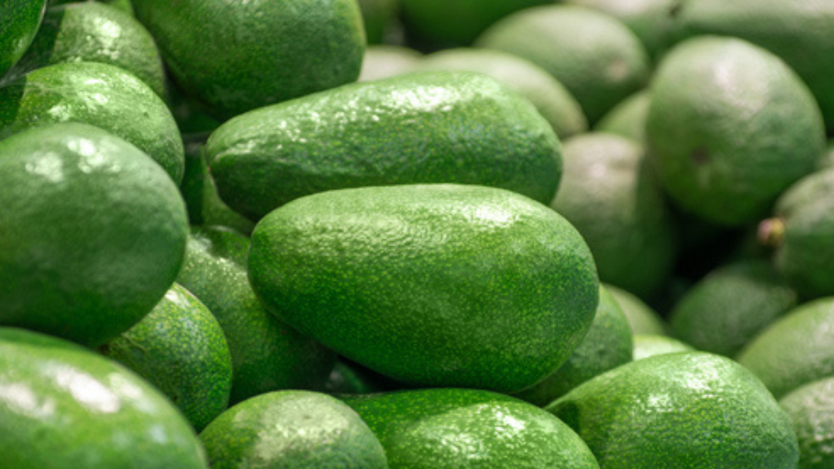 Altas tarifas navieras opacan el auspicioso año para la palta peruana en EE.UU. - Logística 360